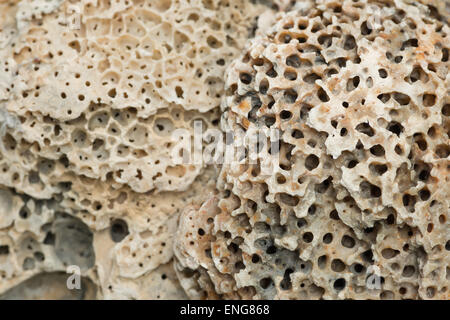 Clam shell sea shell sponges and stones along beach next to Quobba ...