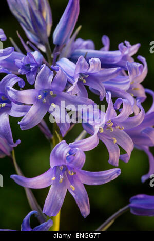 Bluebells (Endymion nonscriptus) in flower in beech forest (Fagus ...