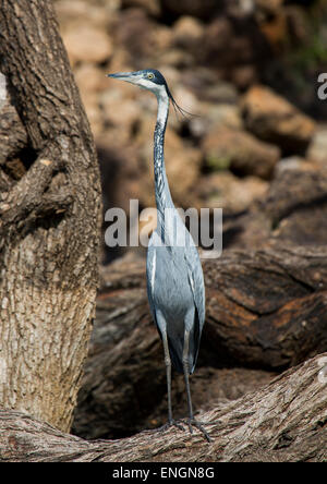 Black-headed Heron, Baringo County, Lake Baringo, Kenya Stock Photo - Alamy