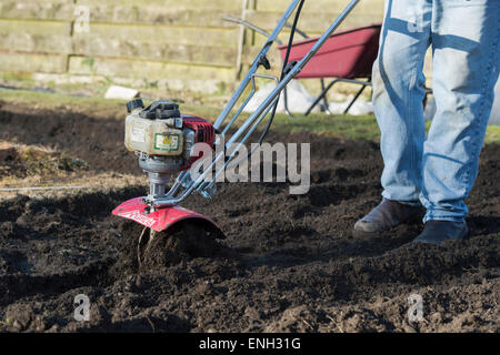 Gardener rotavating a vegetable garden preparing the soil for planting ...