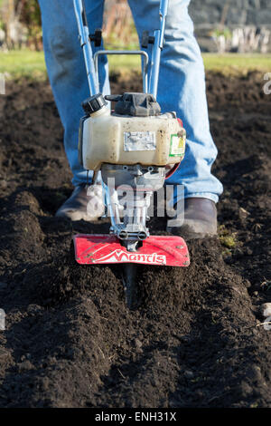 Gardener rotavating a vegetable garden preparing the soil for planting ...