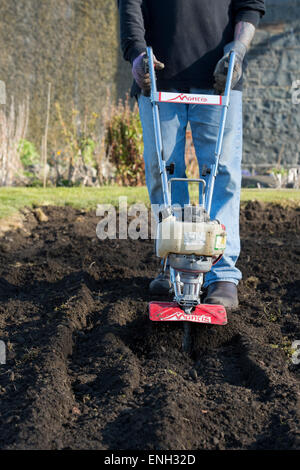 Gardener rotavating a vegetable garden preparing the soil for planting ...
