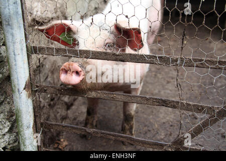 Old Irish Pig Stock Photo - Alamy