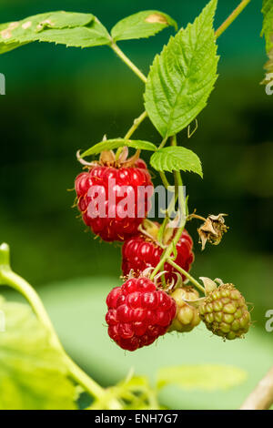 red raspberry growing on a plant during summer Stock Photo - Alamy