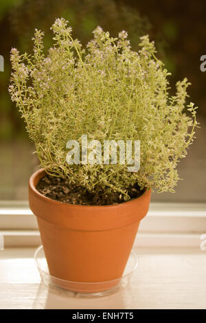 Thyme (Thymus) growing in a clay pot Stock Photo - Alamy