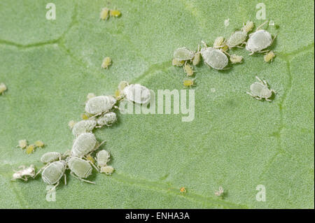 Cabbage aphids on broccoli Stock Photo - Alamy