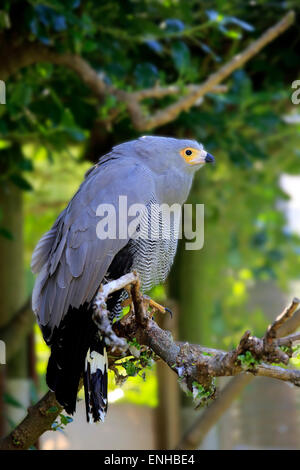 Harrier Hawk Polyboroides radiatus Stock Photo - Alamy