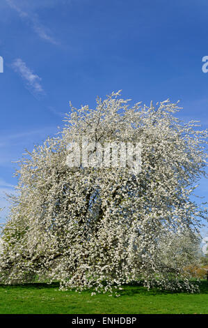 Cherry tree (Prunus sp.) in bloom Stock Photo - Alamy