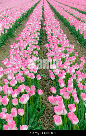 White tulip field Stock Photo - Alamy