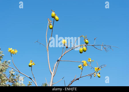 Yellow Kapok Tree - Kimberley - Australia Stock Photo - Alamy