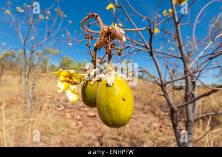 Yellow Kapok Tree - Kimberley - Australia Stock Photo - Alamy