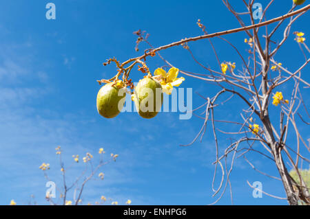 Yellow Kapok Tree - Kimberley - Australia Stock Photo - Alamy