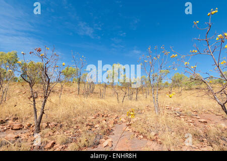 Kapok Tree Flowers (Cochlospermum fraseri), Kimberley, Western ...