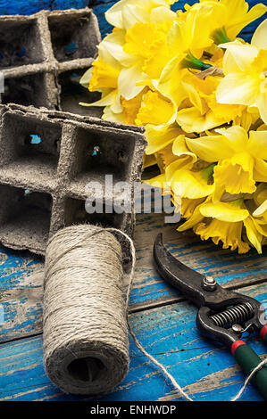 blooming daffodils,peat pots,secateurs on wooden background.Selective ...