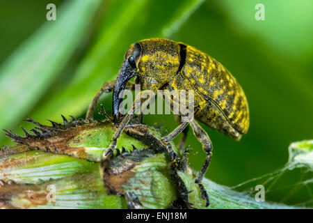 larinus sturnus, weevil Stock Photo - Alamy