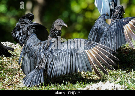 Portrait of a black vulture (Coragyps atratus) on the guano covered ...