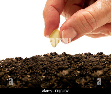 Hand holding seeding isolated on white background with clipping path ...