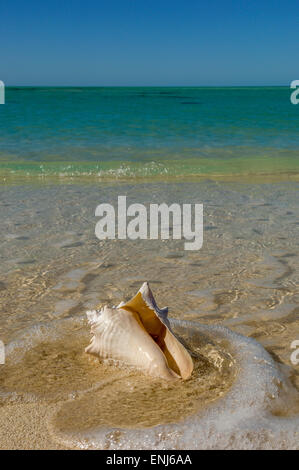 Washed-up conch shell. Key West. Florida Keys. USA Stock Photo - Alamy