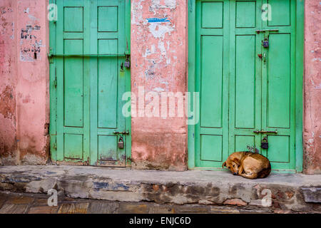 Yellow stray dog sleeping on the sandy beach Stock Photo - Alamy