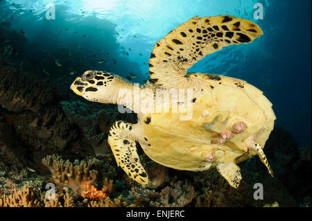 Close-up view of the underside of a Hawksbill sea turtle with barnacles ...