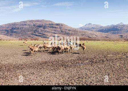Torridon deer farm and park, Wester Ross, Scotland. The deer are being ...