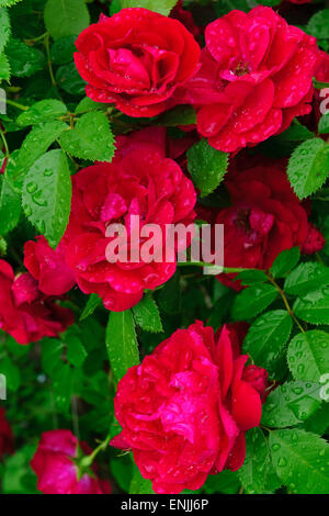 Vertical macro of a vibrant red rose bud just beginning to open ...