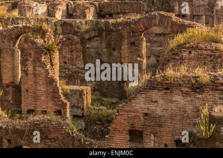 Interior walls and arches of the Colosseum or Coliseum, also known as ...