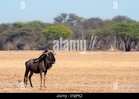 Gnu or Wildebeest, is the largest African antelope. Gnu is closely ...