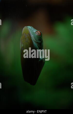 Australian frog - eastern dwarf green tree frog, Litoria fallax - on ...