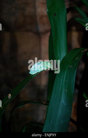Australian frog - eastern dwarf green tree frog, Litoria fallax - on ...