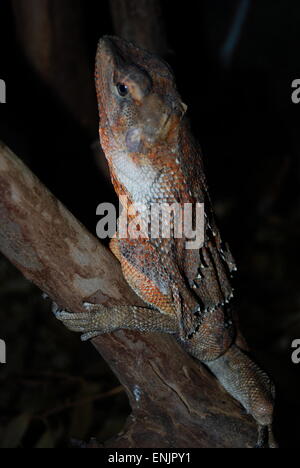 Frilled-neck lizard from northern Australia Stock Photo - Alamy
