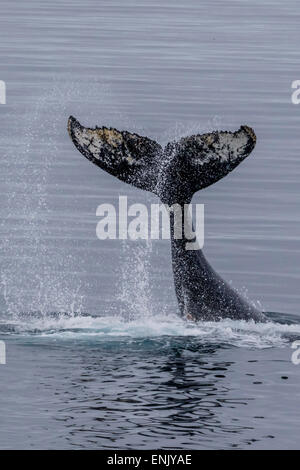 humpback whale (Megaptera novaeangliae), at the surface, USA Stock ...