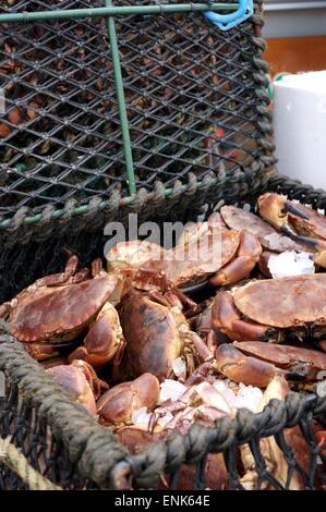Freshly Caught Scottish Brown Crab Stock Photo - Alamy