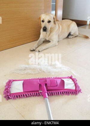 sweeping dog hairs from the floor Stock Photo - Alamy