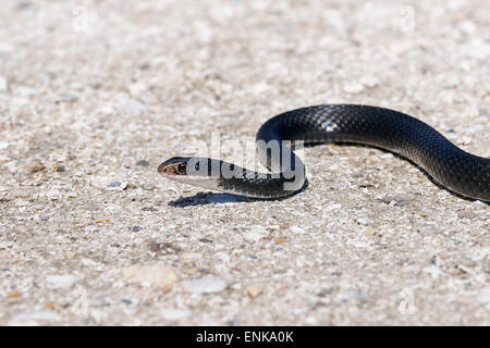 Southern Black Racer (Coluber constrictor ssp. priapus) snake in grass ...