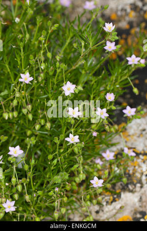 Rock Sea-spurrey, Sea spurrey, Sandspurry, Felsen-Schuppenmiere ...