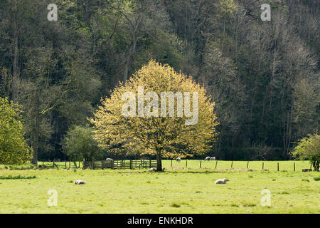 Young Elm tree in a English hedgerow, England, UK Stock Photo - Alamy