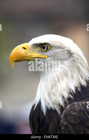 American white-headed eagle Stock Photo - Alamy
