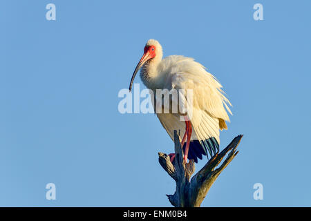 White Ibis -Viera Wetlands Florida USA Stock Photo - Alamy