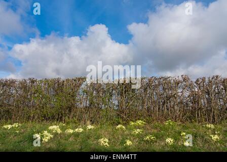 Springtime hedgebank with Primroses Stock Photo - Alamy