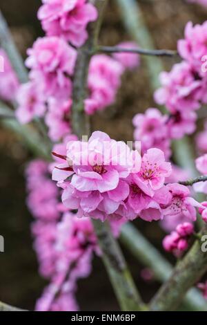 Prunus cerasifera - 'Spring Glow' blossom Stock Photo - Alamy