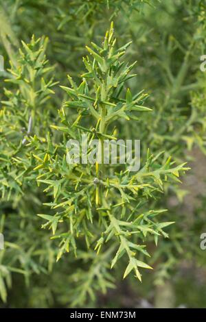 Colletia armata spring Stock Photo - Alamy
