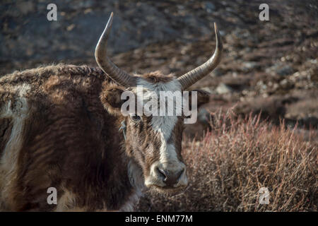 Dzo (yak hybrid) in the himalayas Stock Photo - Alamy