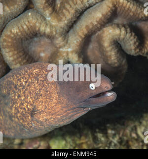 White-eyed moray eel peeking out from its hide-out Stock Photo - Alamy