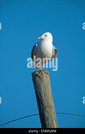 Common Gull at the start of the breeding season near the colonial ...