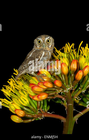 Elf Owl Micrathene whitneyi Tucson, Pima County, Arizona, United States ...