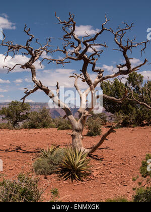 Trunk of a dead piñon tree, Pack train heading up the South Kaibab ...