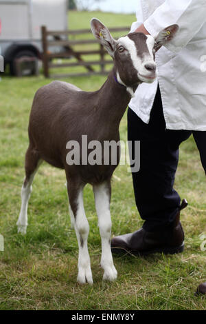 Head of a British Toggenburg Goat Stock Photo - Alamy