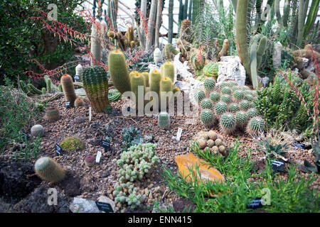 Garden Conservatory and Garden Patch - London UK Stock Photo - Alamy