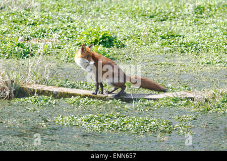 Red Fox scent marking it's territory on concrete divider in a water ...